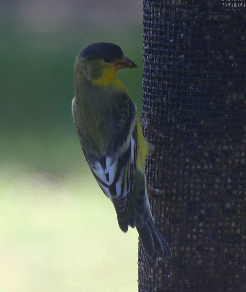 Lesser Goldfinch from Delta, CO 81416, USA on June 28, 2024 at 02:09 PM ...