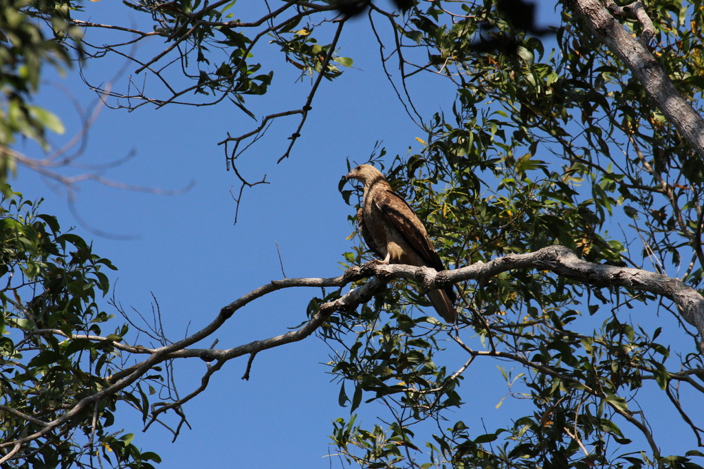 Whistling Kite from Middle Point NT 0822, Australia on June 16, 2024 at ...