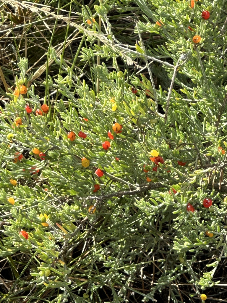 Barrier Saltbush from Uluṟu-Kata Tjuṯa National Park, Petermann, NT, AU ...