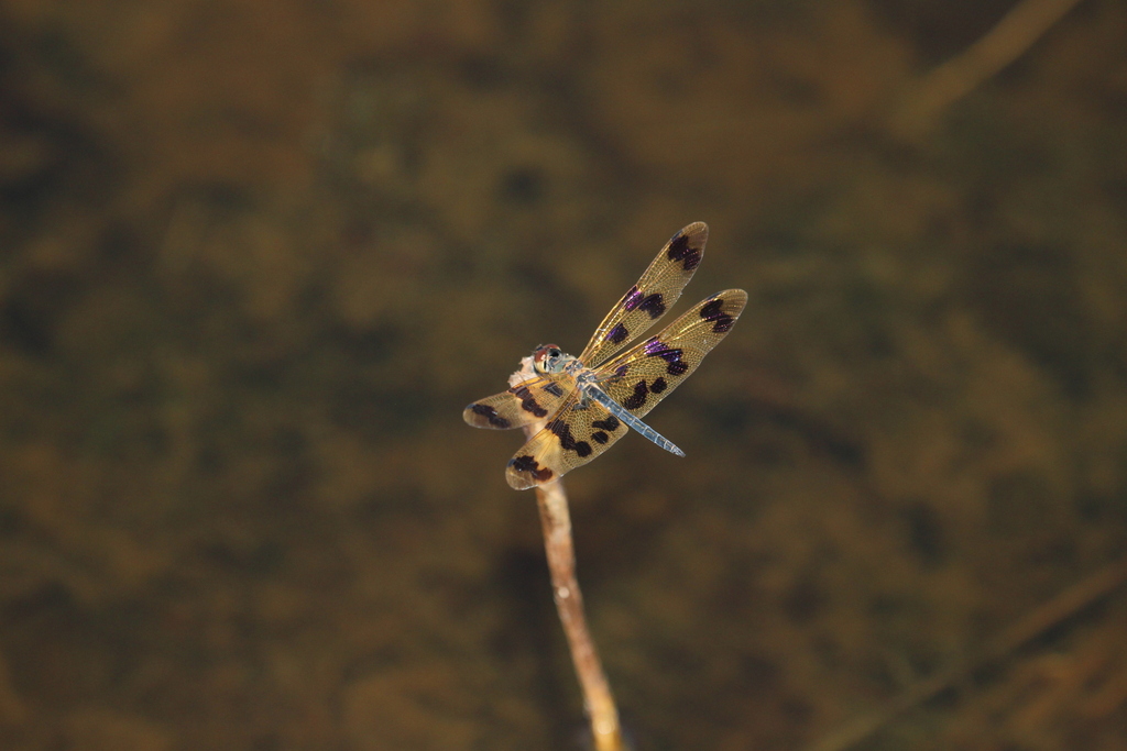 Graphic Flutterer from Middle Point NT 0822, Australia on June 16, 2024 ...