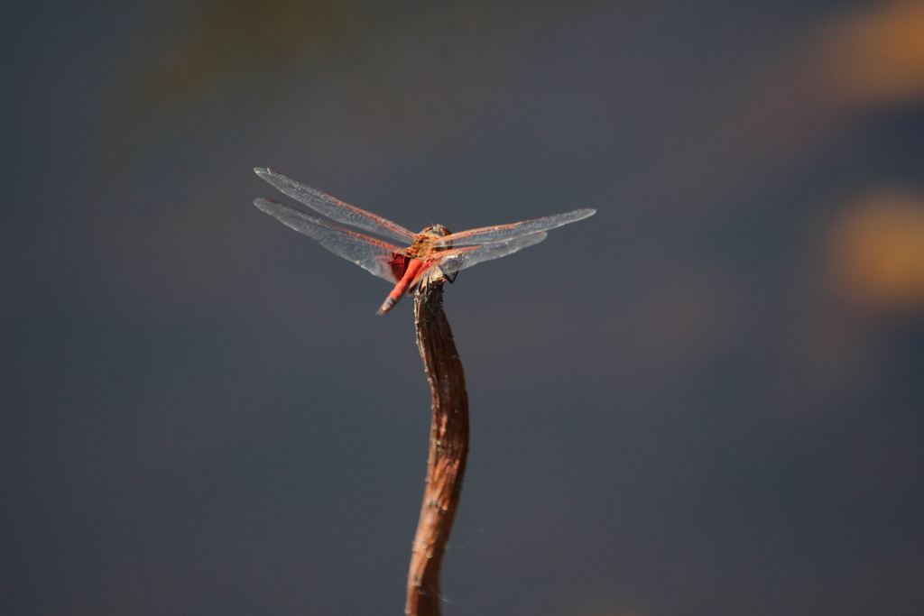 Common Glider from Middle Point NT 0822, Australia on June 16, 2024 at ...