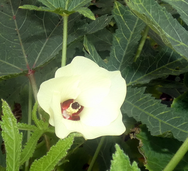 Okras from Vientiane, Laos on June 30, 2024 at 08:37 AM by Louis ...