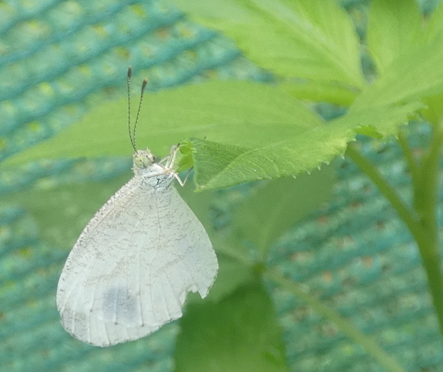 Psyche from Vientiane, Laos on June 30, 2024 at 08:43 AM by Louis ...