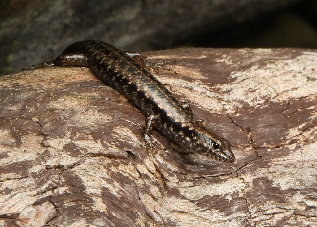 Northern Bar-sided Skink from Strathdickie QLD 4800, Australia on June ...