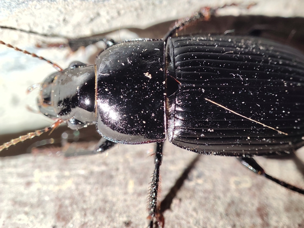 Harpalus corporosus from Beijing, Beijing, CN on June 29, 2024 at 11:41 ...