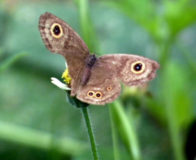 Common Five-ring from Vientiane, Laos on June 30, 2024 at 08:47 AM by ...
