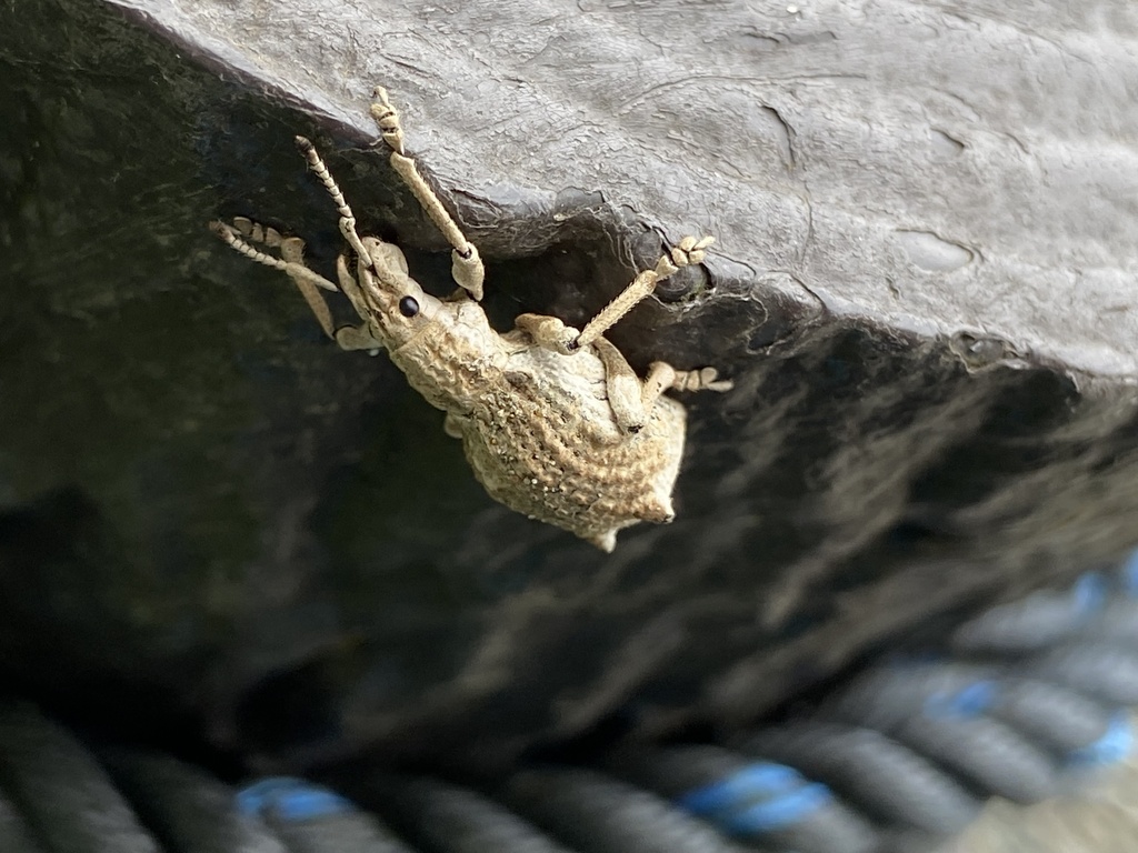 Episomus turritus from Honshu, Kimitsu, Chiba, JP on June 30, 2024 at ...