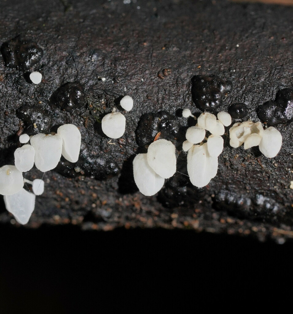 Physalacria australiensis from Seaview VIC 3821, Australia on June 25 ...