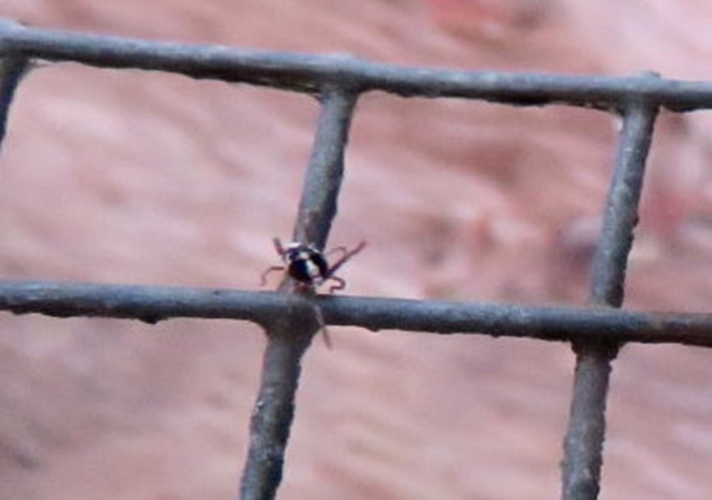 Leptus in December 2017 by Rose Robin. Mite, Acaridae · iNaturalist
