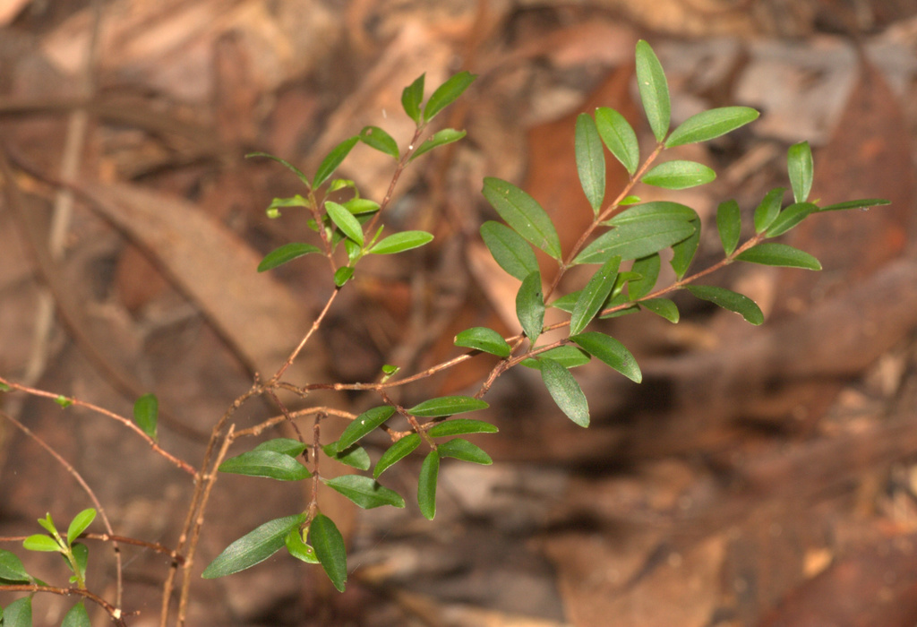 Pilidiostigma rhytispermum from Mapleton NP, Gheerulla QLD 4574 ...