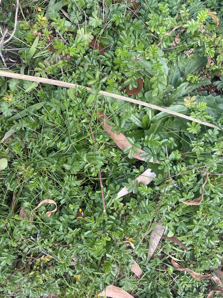 Bidibid from Mornington P'sula - East, AU-VI, AU on June 30, 2024 at 01 ...