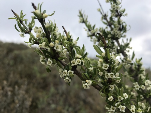 Discaria nitida · iNaturalist