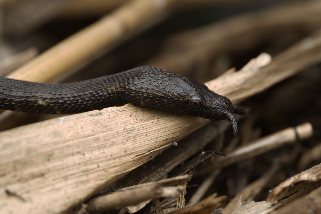 Tentacled Snake in June 2024 by Sam Hambly · iNaturalist
