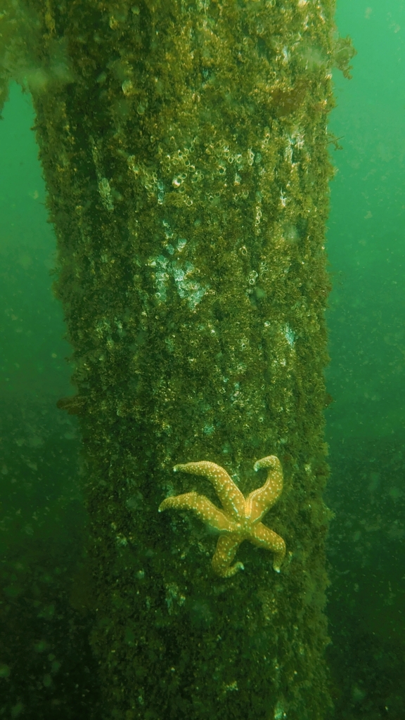Mottled Star from Seacrest Ferry Dock, Seattle, WA 98116, USA on June ...