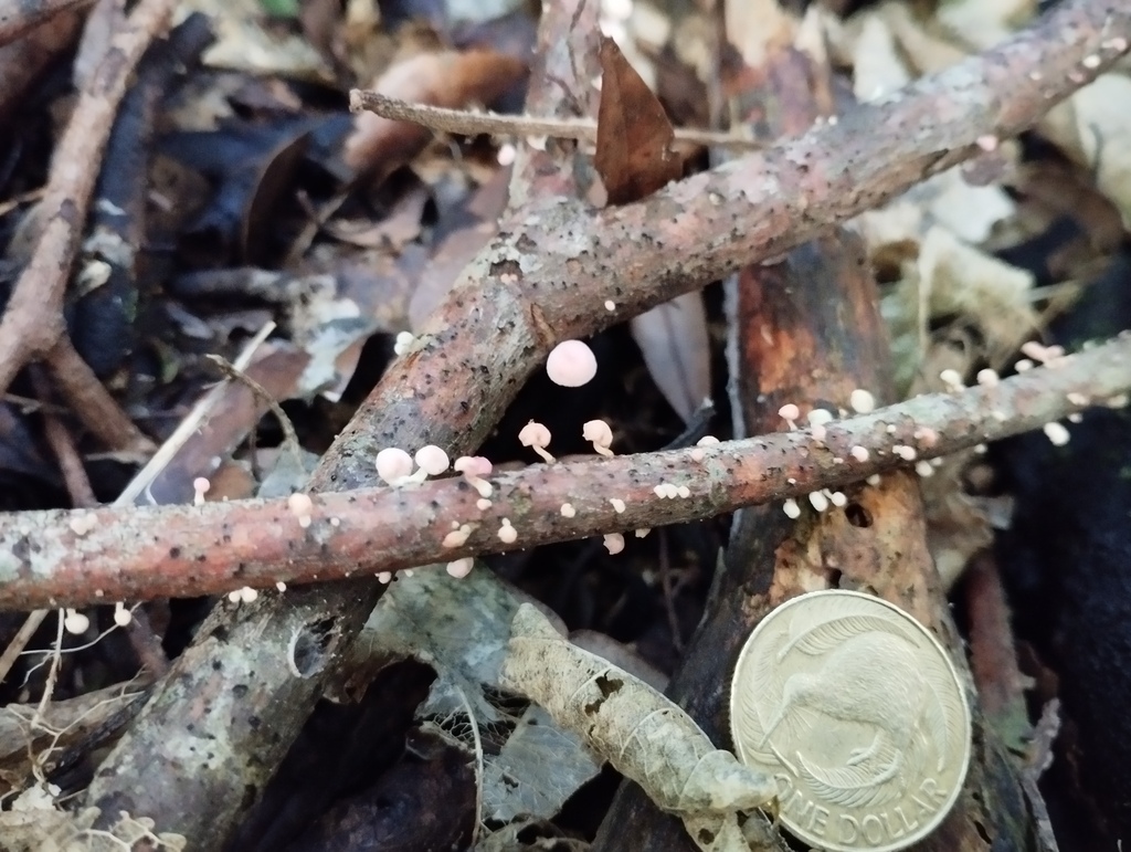 Mycena roseoflava from Ōtari Wilton’s Bush on June 30, 2024 at 01:42 PM ...
