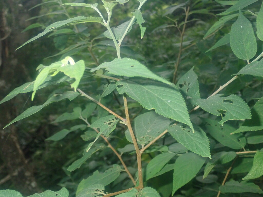 Nettle Tree from Alstonvale NSW 2477, Australia on June 23, 2024 at 01: ...