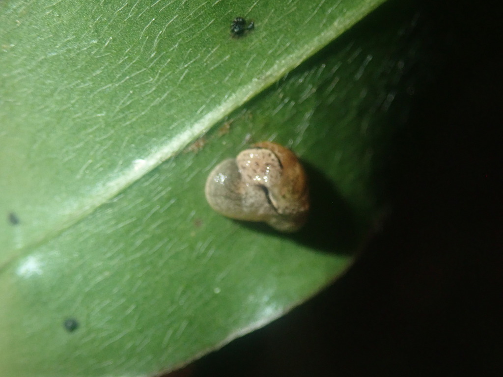 Iridescent Semi-Slug from Alstonvale NSW 2477, Australia on June 23 ...