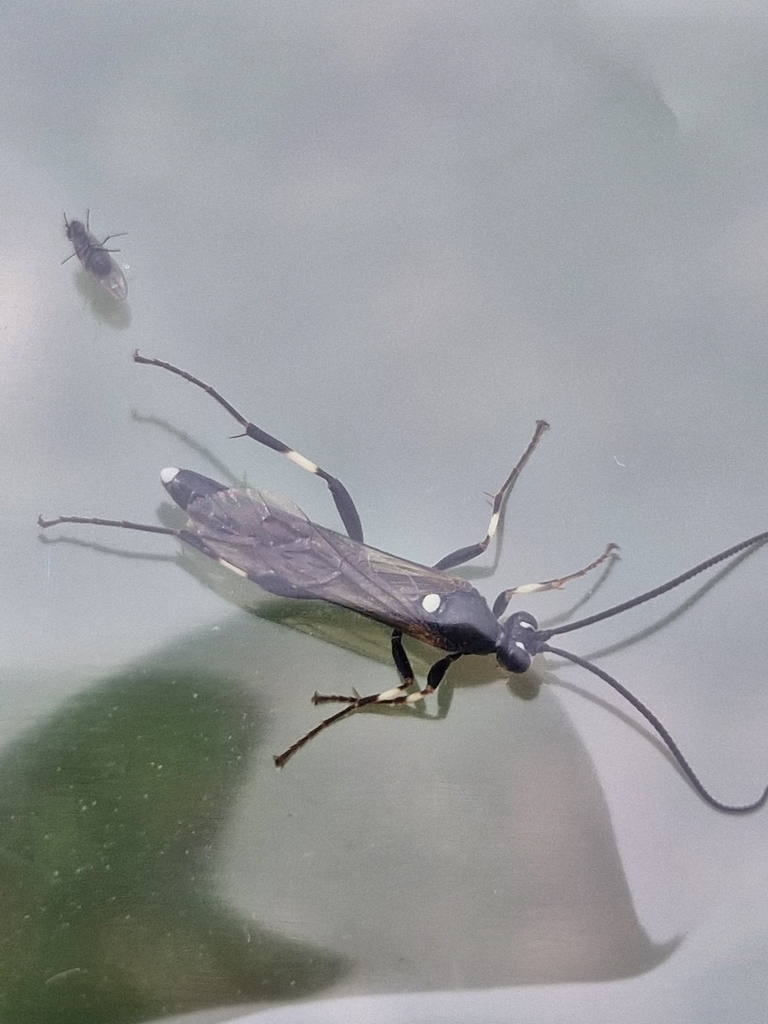 Achaius oratorius from Lewes BN7 3PR, UK on June 29, 2024 at 03:01 PM ...