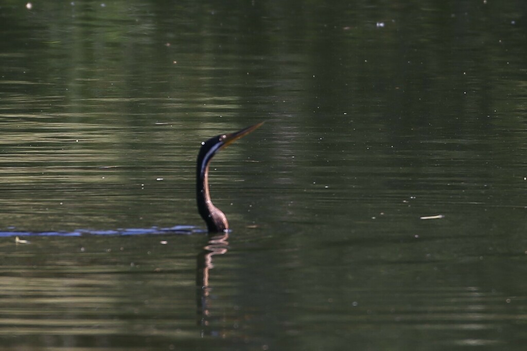Australasian Darter from Brisbane QLD, Australia on June 30, 2024 at 12 ...