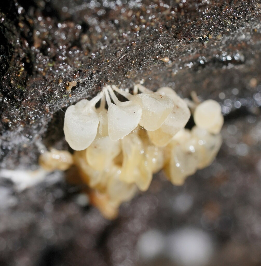 Physalacria australiensis from Seaview VIC 3821, Australia on June 25 ...