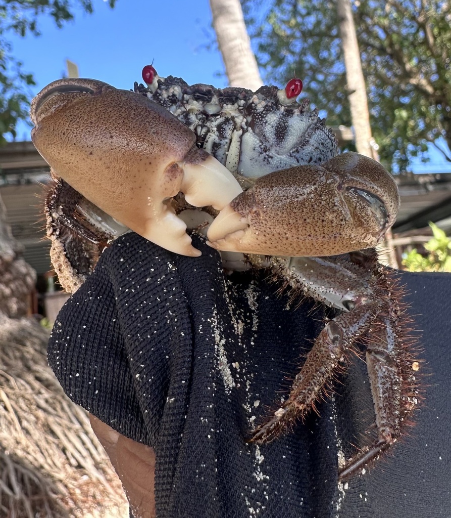 Smooth Red-eyed Crab from Nacula Island, Fiji, FJ on June 30, 2024 at ...