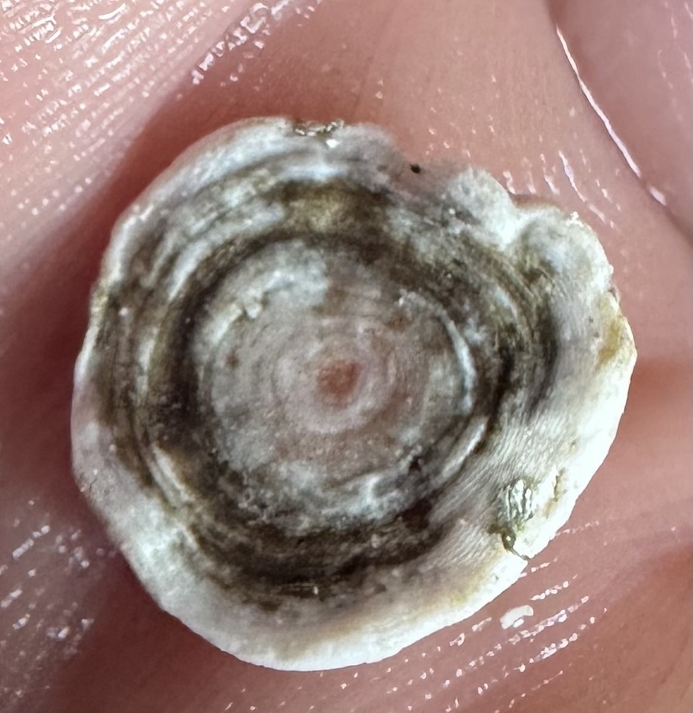 Soritidae from Nacula Island, Fiji, FJ on June 30, 2024 at 04:43 PM by ...