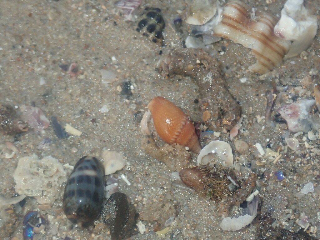 Tortoise Dove Shell from Angourie NSW 2464, Australia on June 27, 2024 ...