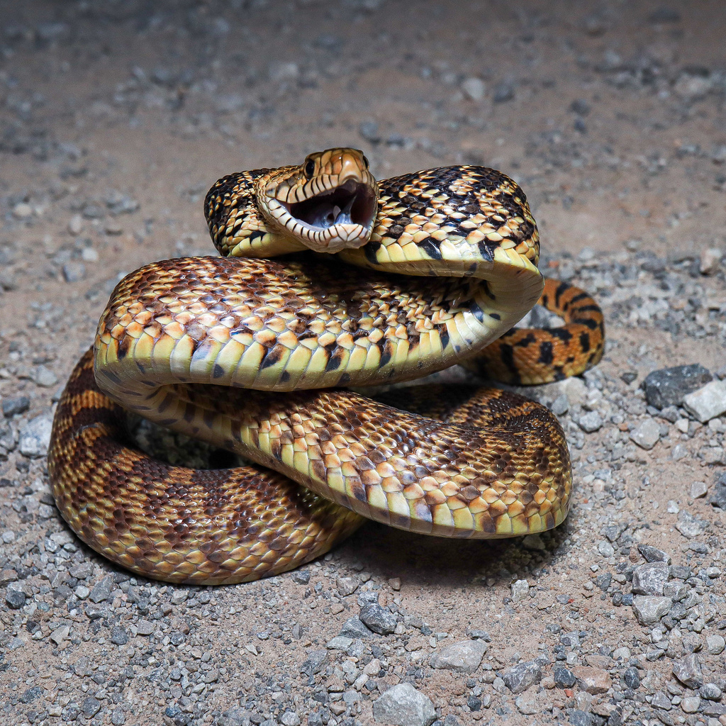 Bullsnake (Pituophis catenifer sayi) - Snakes and Lizards
