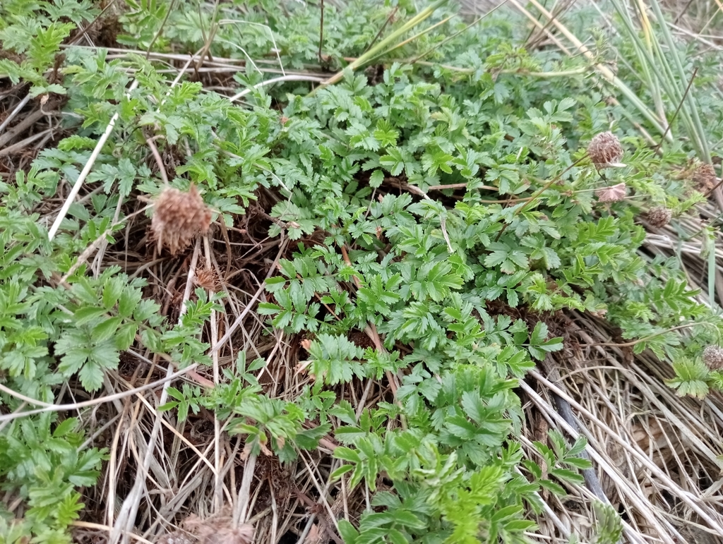 Biddy-biddy from HRWM+6MR, Hillgrove 9482, New Zealand on June 30, 2024 ...