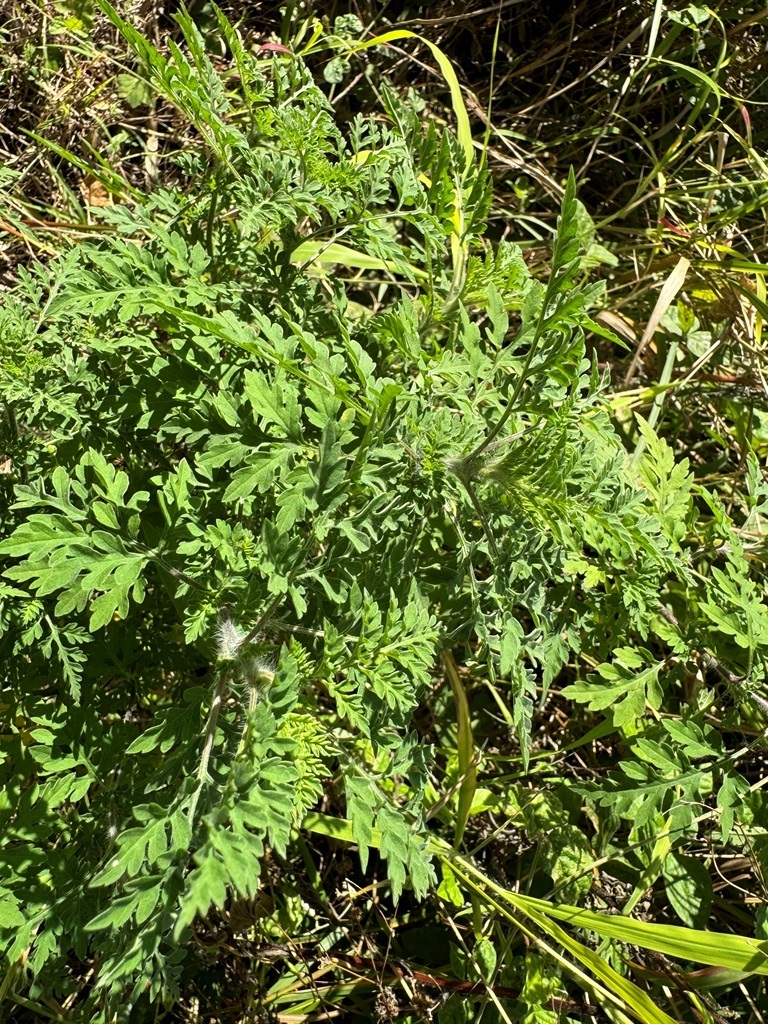 common ragweed from Veresdale Scrub QLD 4285, Australia on June 30 ...