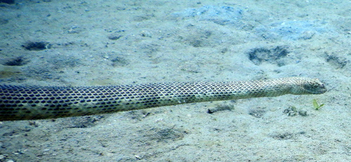 Horned Sea Snake (Hydrophis peronii) - Snakes and Lizards