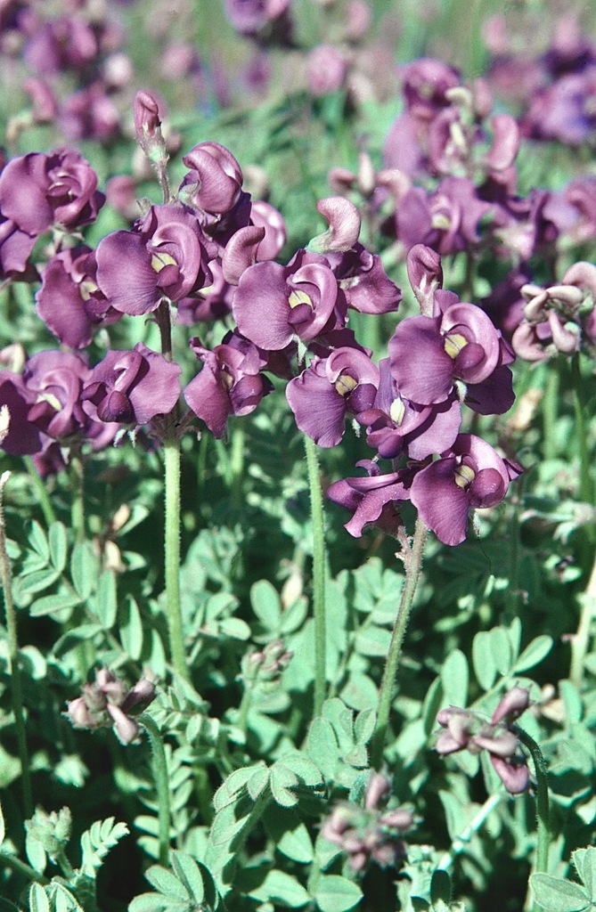 Downy Darling Pea from Beauchamp VIC 3579, Australia on September 30 ...