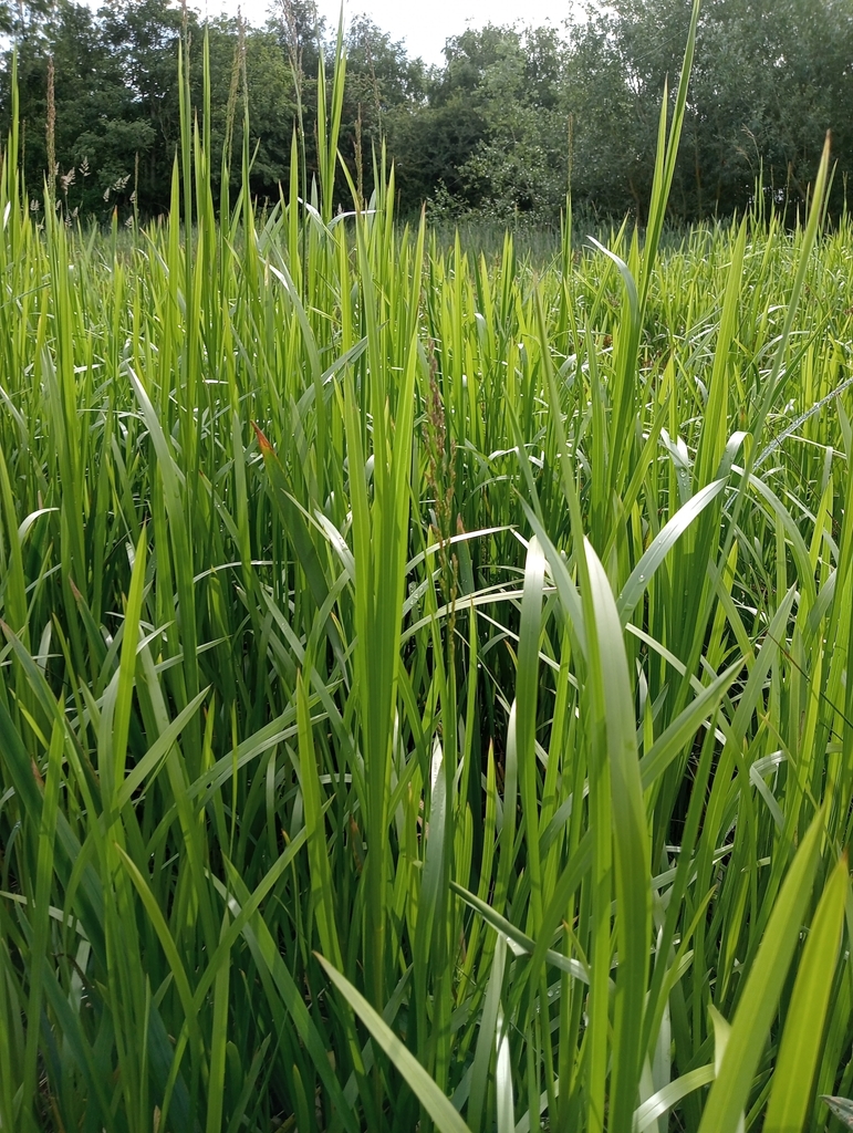 reed meadowgrass from 2 Tower House, Askham Fields Lane, Askham Bryan ...