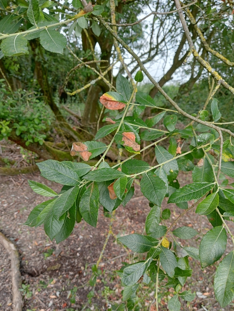 Rusty Willow from Askham Bryan, York, UK on June 30, 2024 at 08:05 AM ...