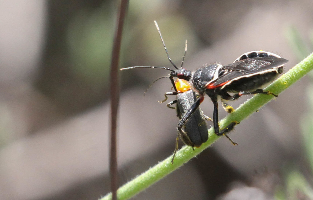 California Bee Assassin from Los Angeles County, CA, USA on May 25 ...