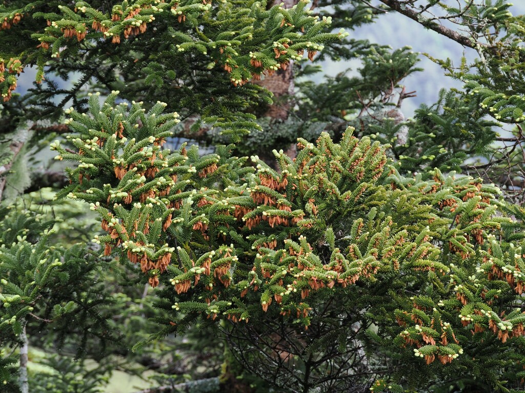 Taiwan fir from 972台灣花蓮縣秀林鄉 on June 1, 2024 at 07:34 AM by Kuan-Chieh ...