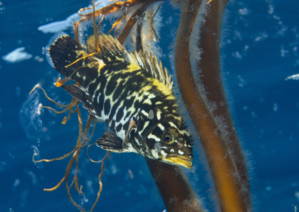 Atlantic Wreckfish (Polyprion americanus) - Marine Life Identification