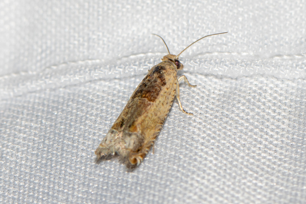 Cotton Tipworm Moth in June 2024 by Geoffrey Cox · iNaturalist