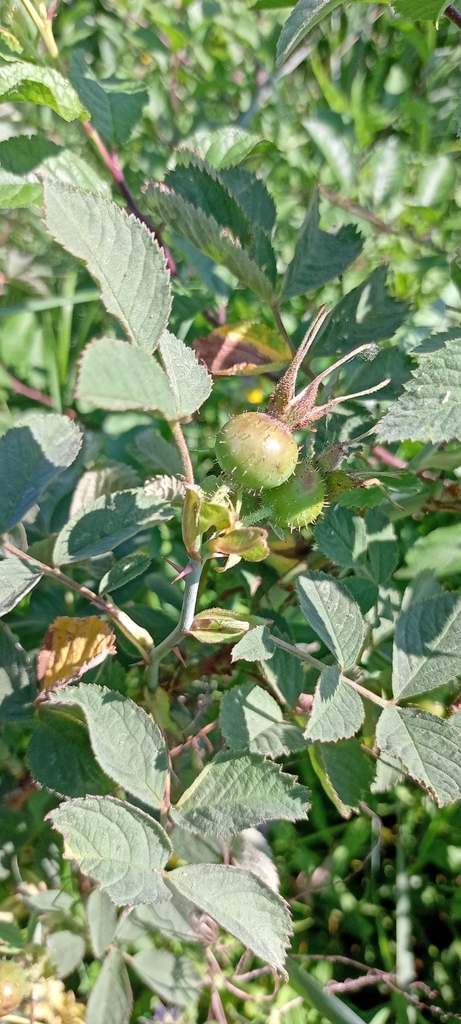 Apple Rose from Serpukhovskiy rayon, RU-MS, RU on June 30, 2024 at 11: ...