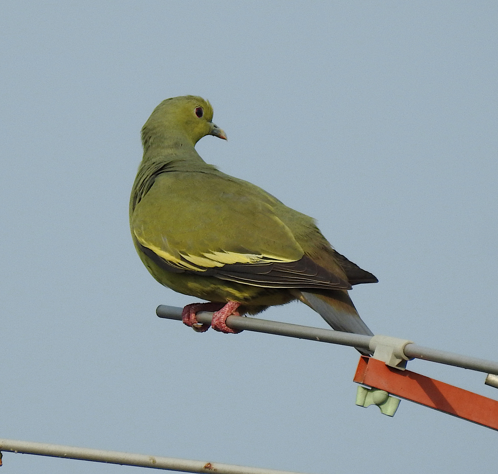 Pink-necked Green-Pigeon from Racha Thewa, Bang Phli District, Samut ...