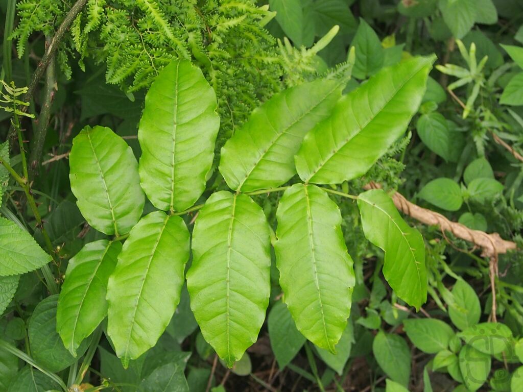 Shiny-leaved Prickly Ash from Lin Fa Tei, Hong Kong on June 30, 2024 at ...
