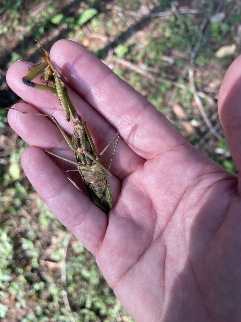 Giant Asian Mantises from Central Province, PG on June 22, 2024 at 04: ...