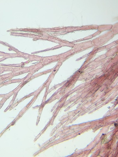 Callithamnion acutum · iNaturalist