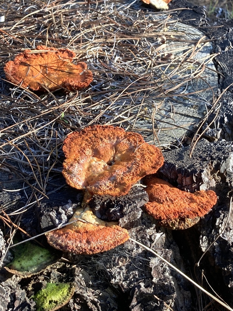 Southern Cinnabar Polypore from Keenan State Forest, Bramley, WA, AU on ...