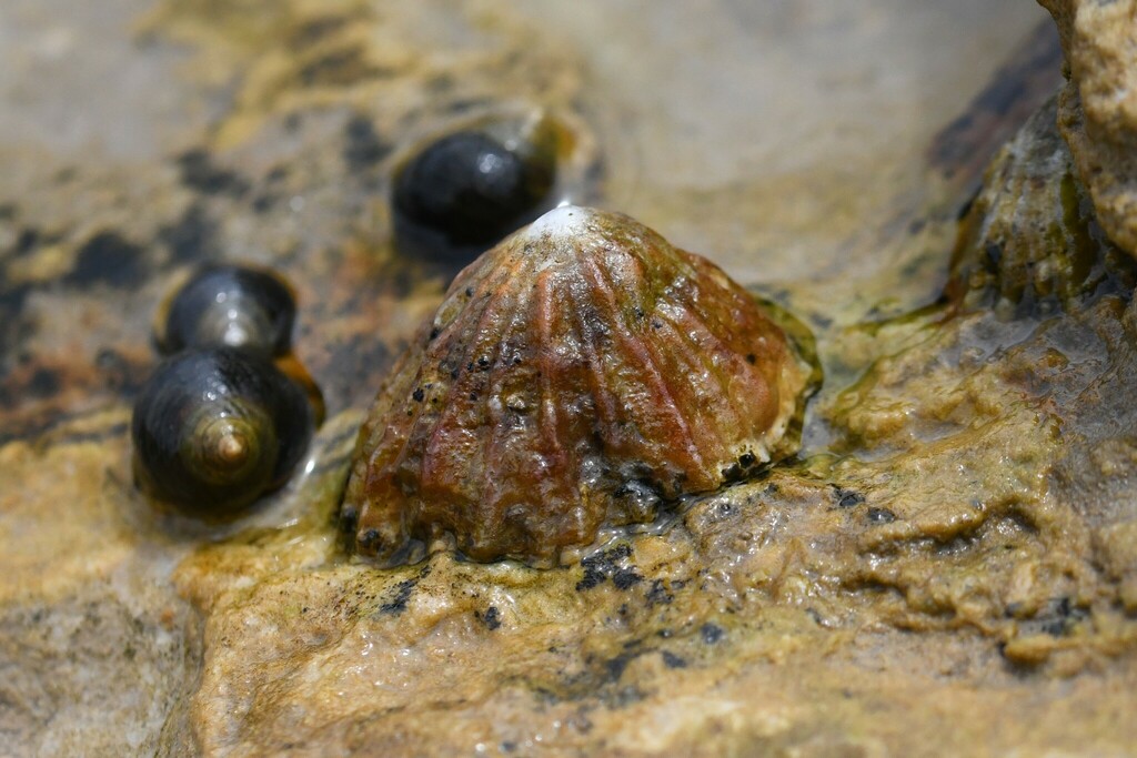 Common European Limpet from North Yorkshire, UK on June 29, 2024 at 01: ...