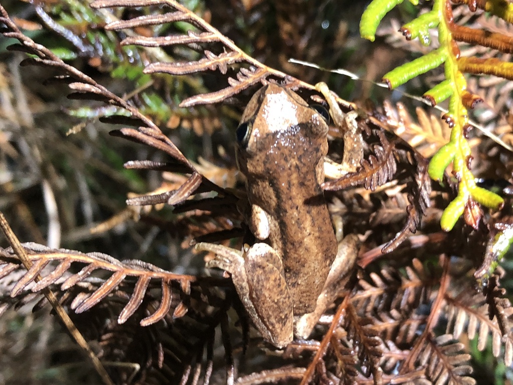South Australian Tree Frog from Joan Paton Conservation Park, Mount ...