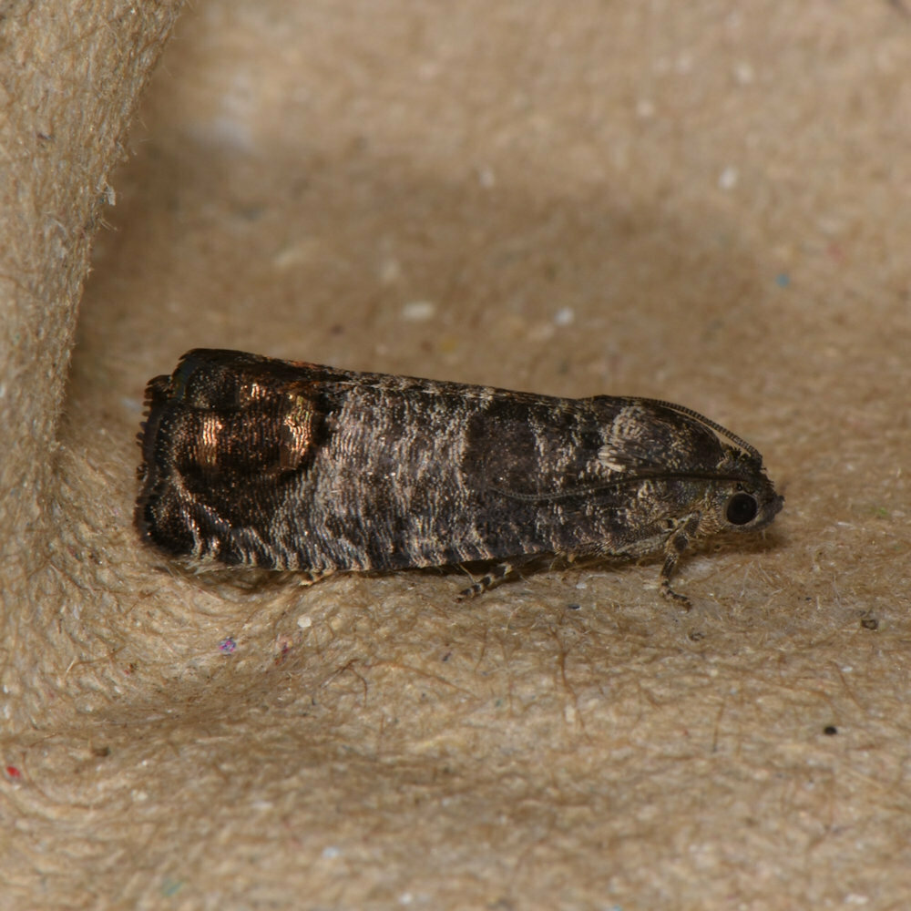 Codling Moth from Waterloo, ON, Canada on June 26, 2024 at 06:29 AM by ...
