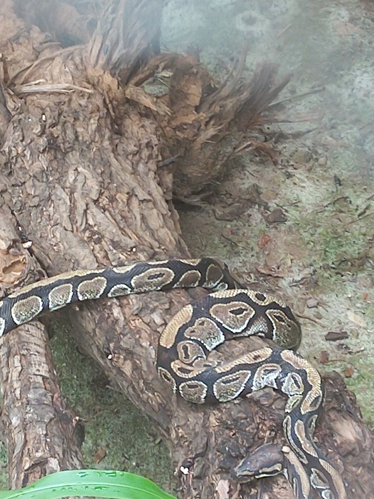 Ball Python from Natitingou, Benin on June 30, 2024 at 10:06 AM by ONG ...