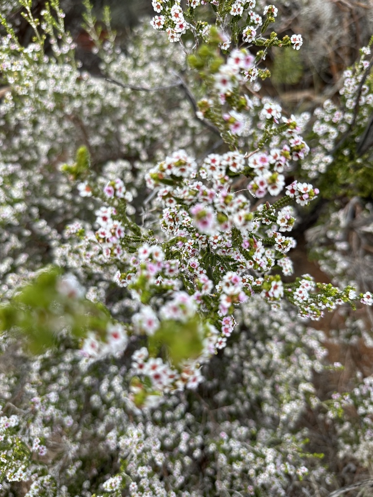 Desert heath myrtle from Uluṟu-Kata Tjuṯa National Park, Mutitjulu, NT ...
