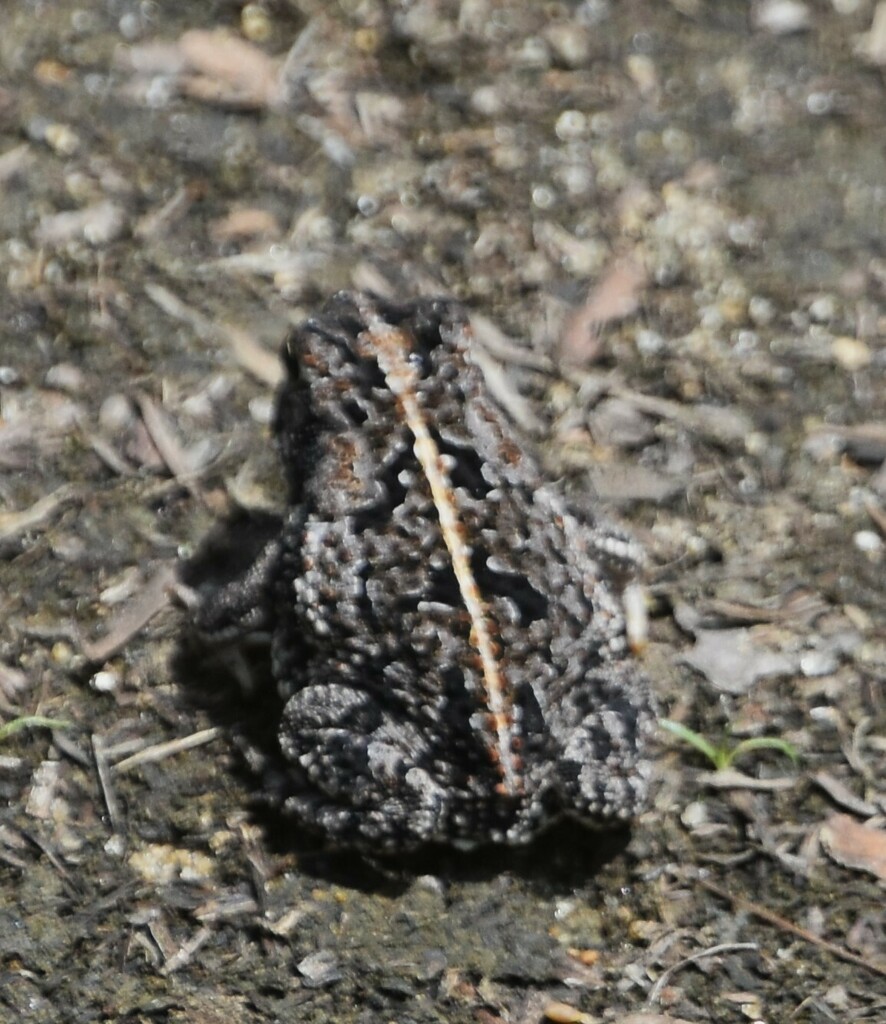 Oak Toad from Avon Park Air Force Range, Lake Wales, FL 33898, USA on ...